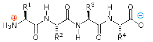 Examine the following tetrapeptide: a. Label the | Chegg.com