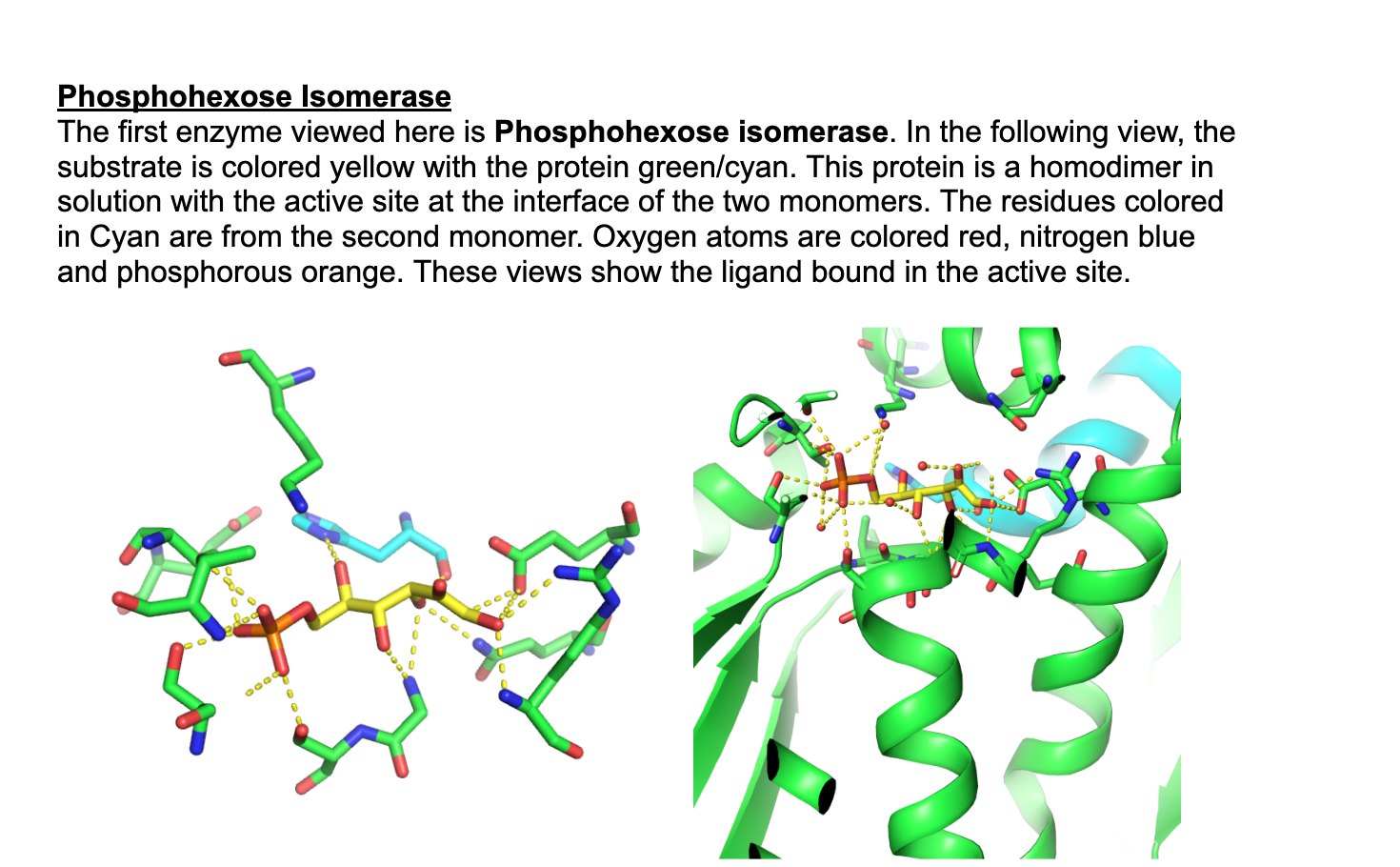 Phosphohexose Isomerase The first enzyme viewed here | Chegg.com