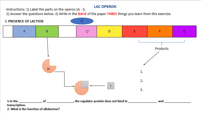 Solved Instructions: 1) Label the parts on the operon (A-1). | Chegg.com