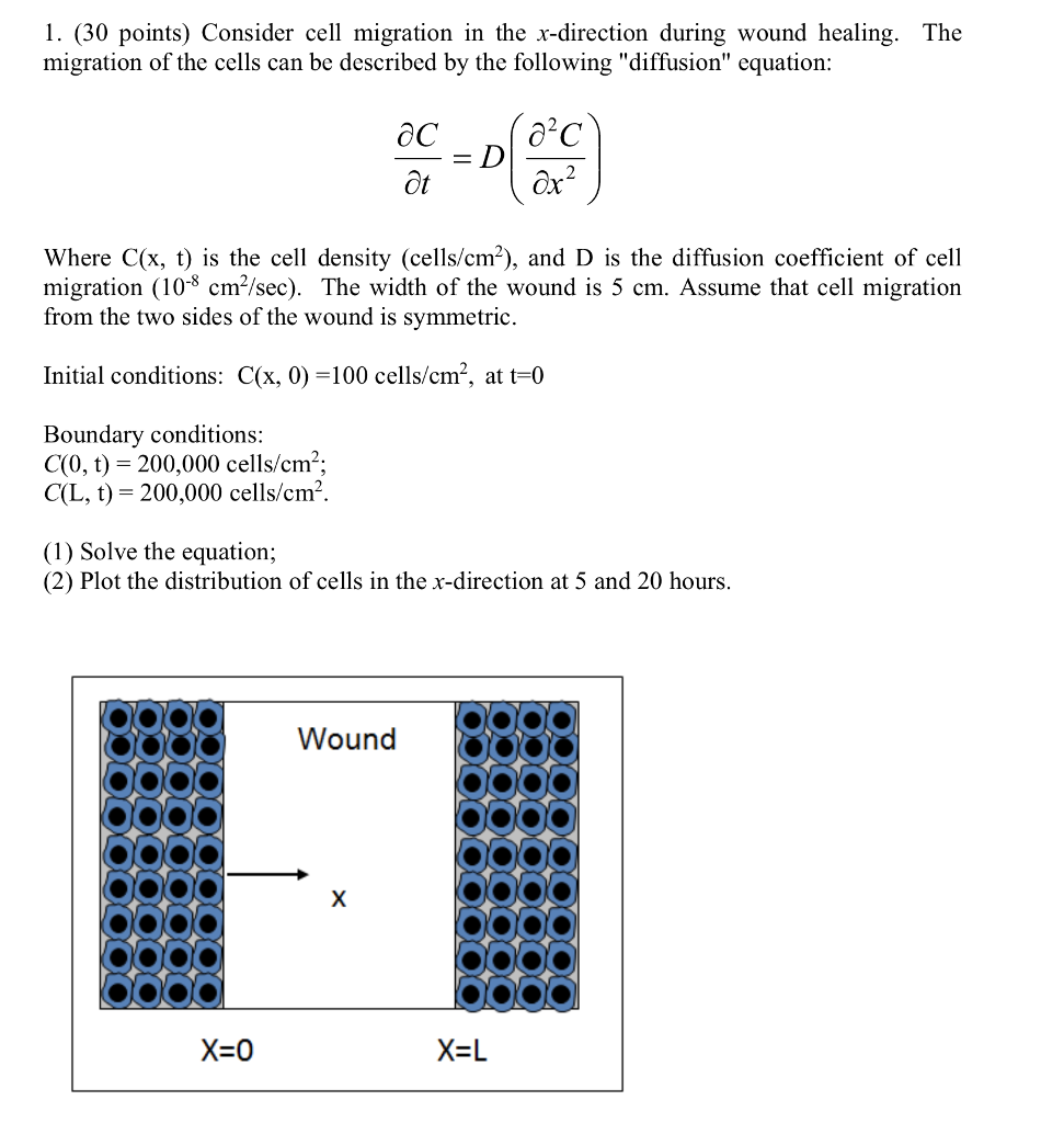 Solved 1. (30 points) Consider cell migration in the | Chegg.com