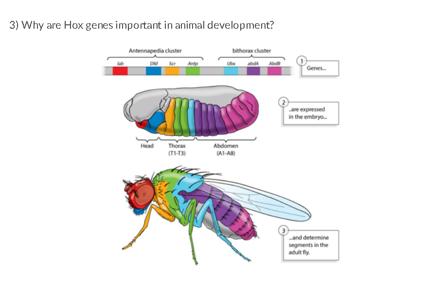 Solved Examine the figure below, which shows how Hox genes | Chegg.com