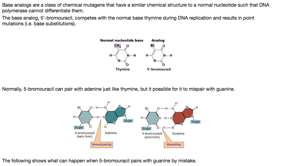 Solved Base analogs are a class of chemical mutagens that | Chegg.com