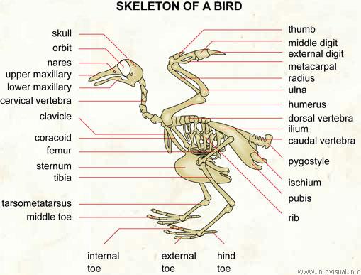 Bird Anatomy Diagram Bone Joints