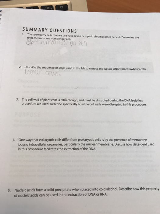 Solved The strawberry cells that we use have seven octoploid | Chegg.com