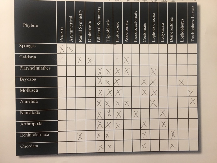 Solved 1 Parazoa Asymmetrical Radial Symmetry Diploblastic | Chegg.com