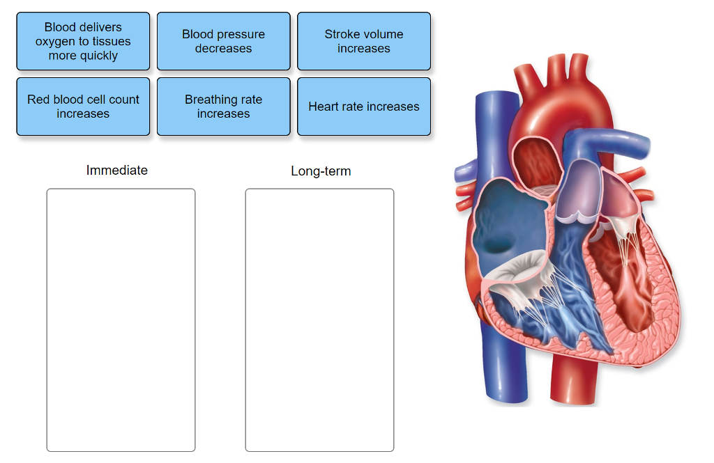 Solved Categorize the following as an immediate or long-term | Chegg.com