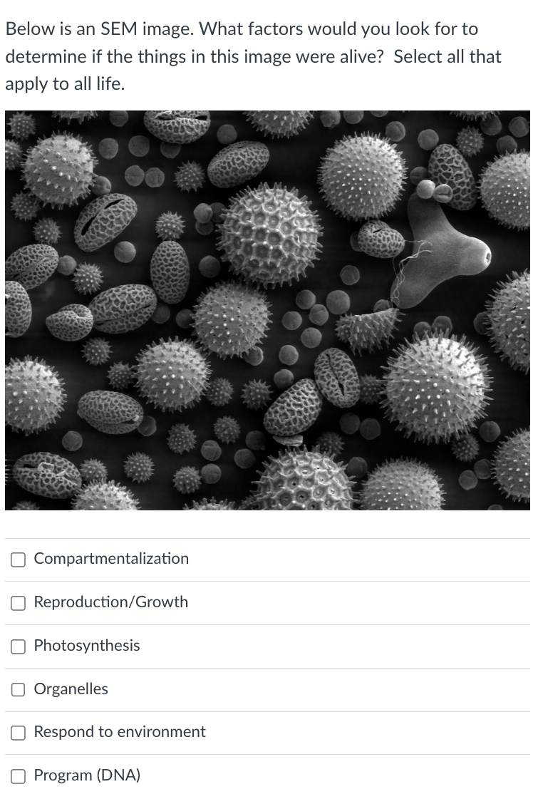 Solved Below is an SEM image. What factors would you look | Chegg.com
