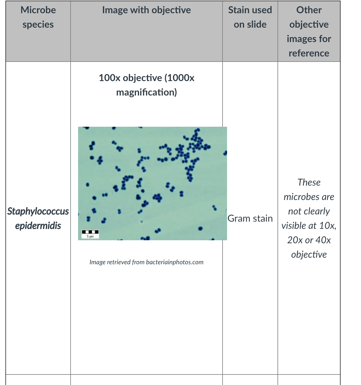 Staphylococcus Epidermidis 100x