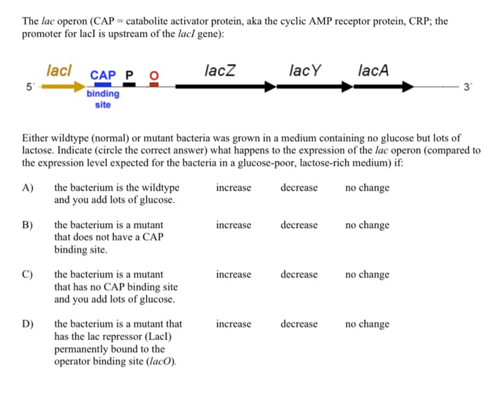 Solved The lac operon (CAP catabolite activator protein, aka | Chegg.com