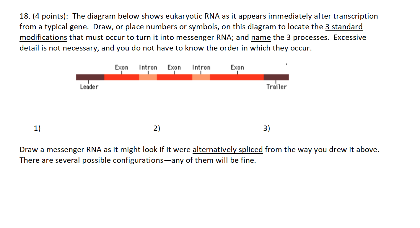 Solved 18. (4 points): The diagram below shows eukaryotic | Chegg.com