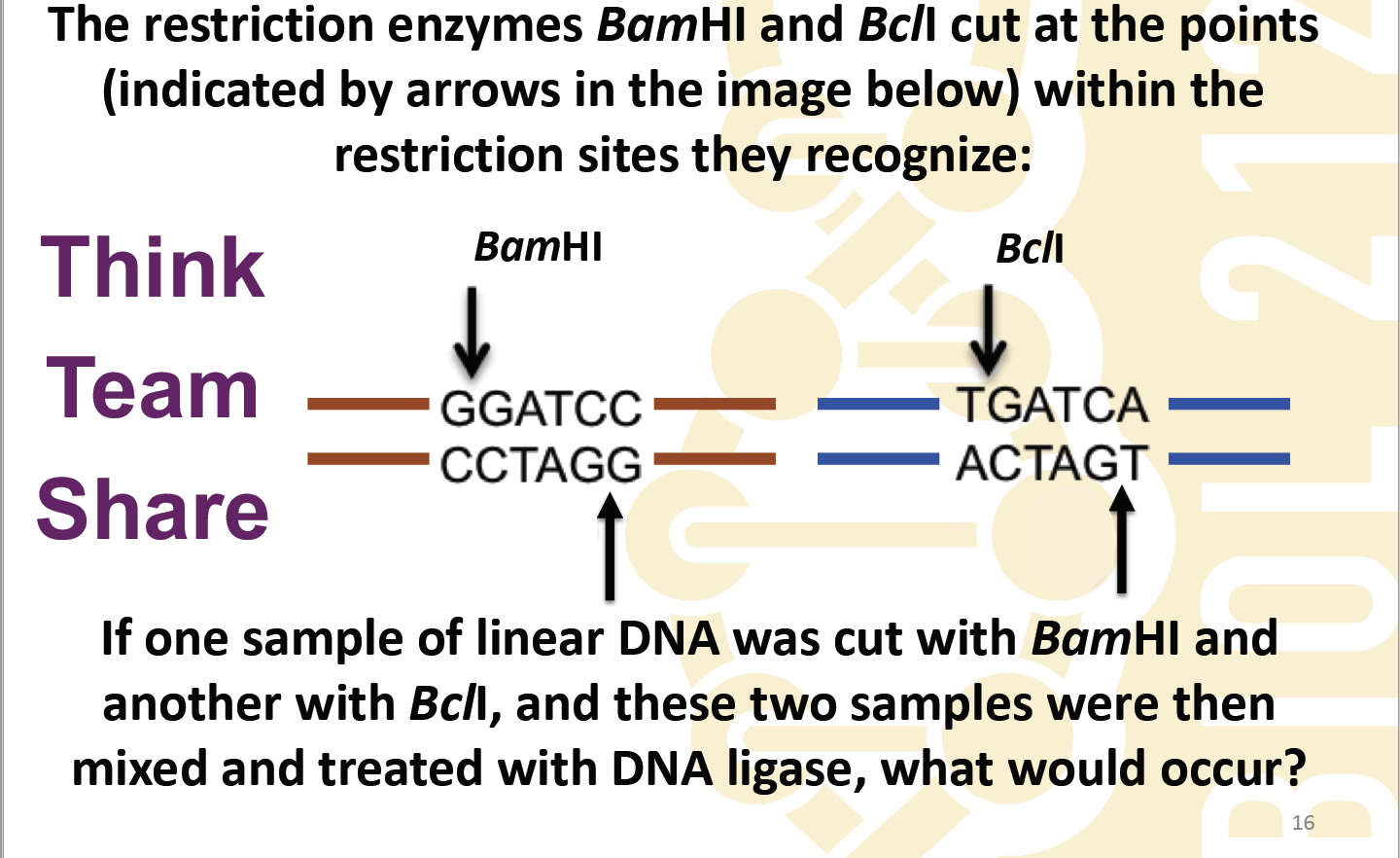 Solved The restriction enzymes BamHI and Bcll cut at the | Chegg.com