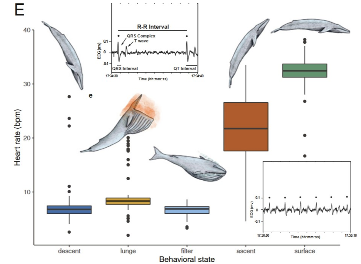 Solved Heart rates were recently recorded in blue whales | Chegg.com