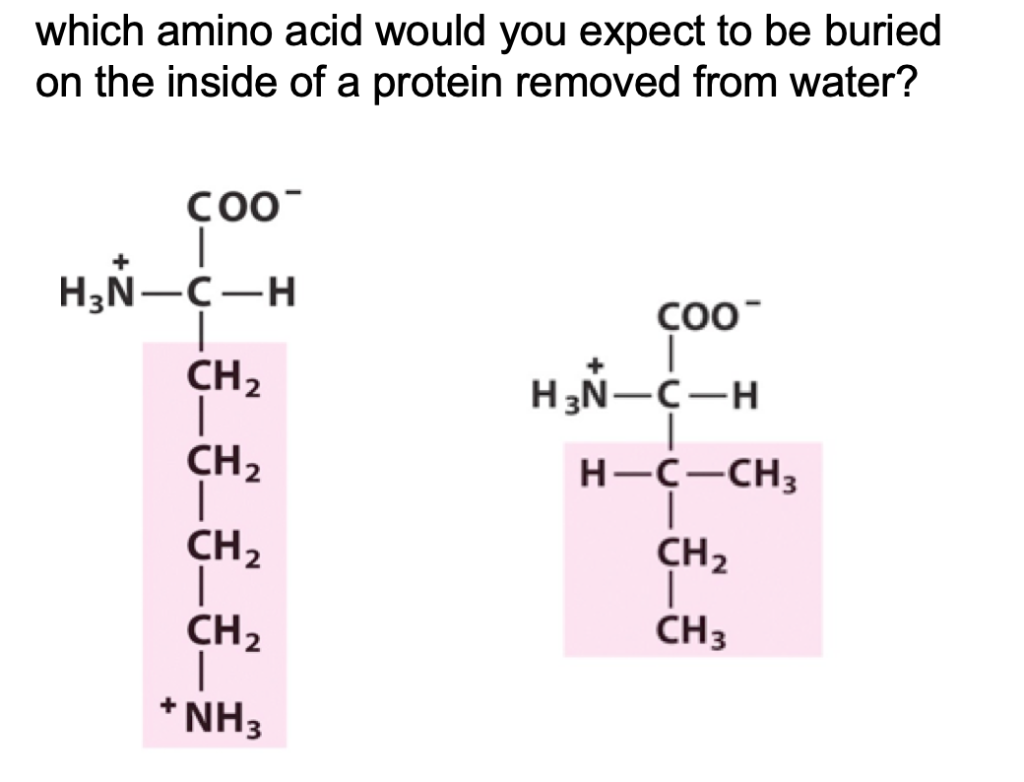 Solved which amino acid would you expect to be on the | Chegg.com