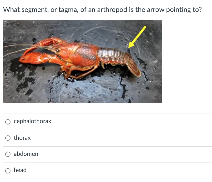 Solved What segment, or tagma, of an arthropod is the arrow | Chegg.com