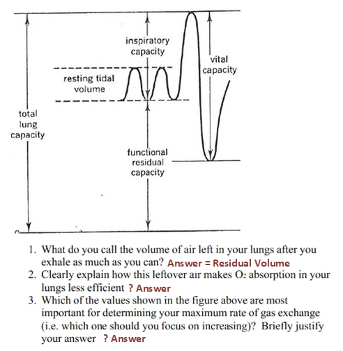 Solved inspiratory capacity vital capacity resting tidal | Chegg.com