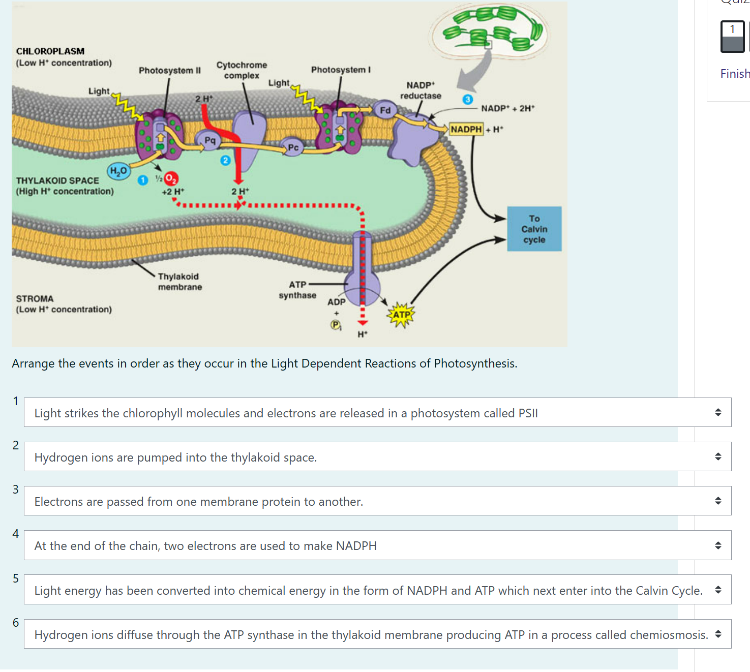 Solved Arrange the events in order as they occur in the | Chegg.com