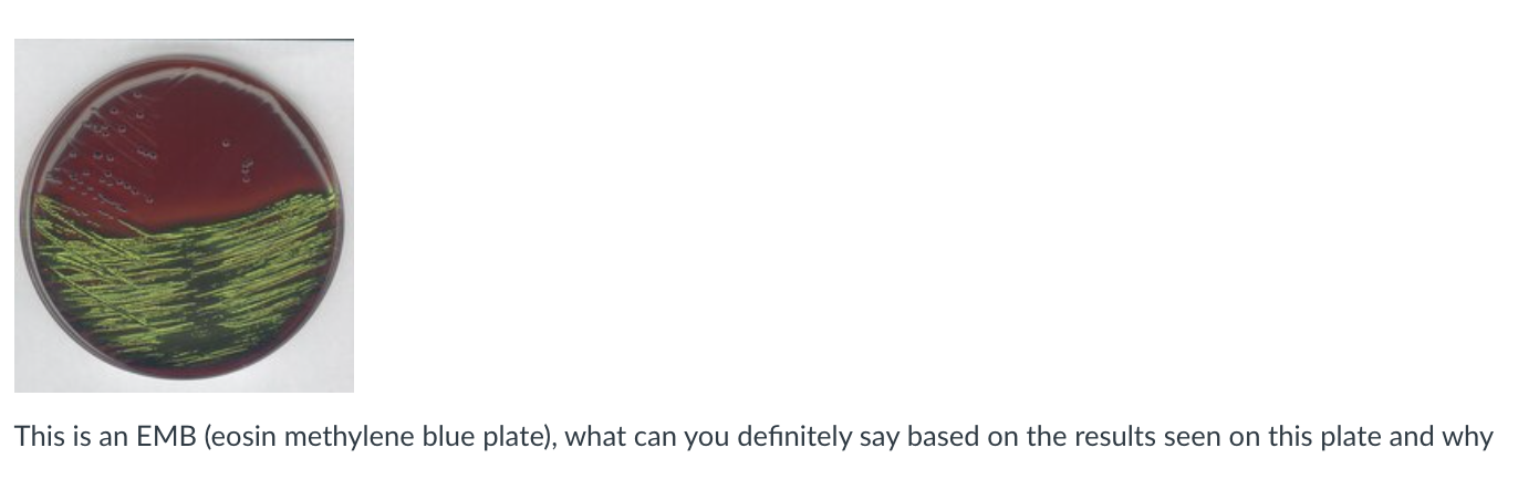 Solved This is an EMB (eosin methylene blue plate), what can | Chegg.com