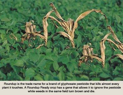 Solved Explain how Roundup-resistant crops are engineered. | Chegg.com