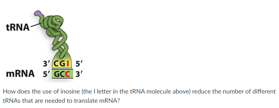 Solved tRNA 3' CGI 5' mRNA 5' GCC 3' How does the use of | Chegg.com
