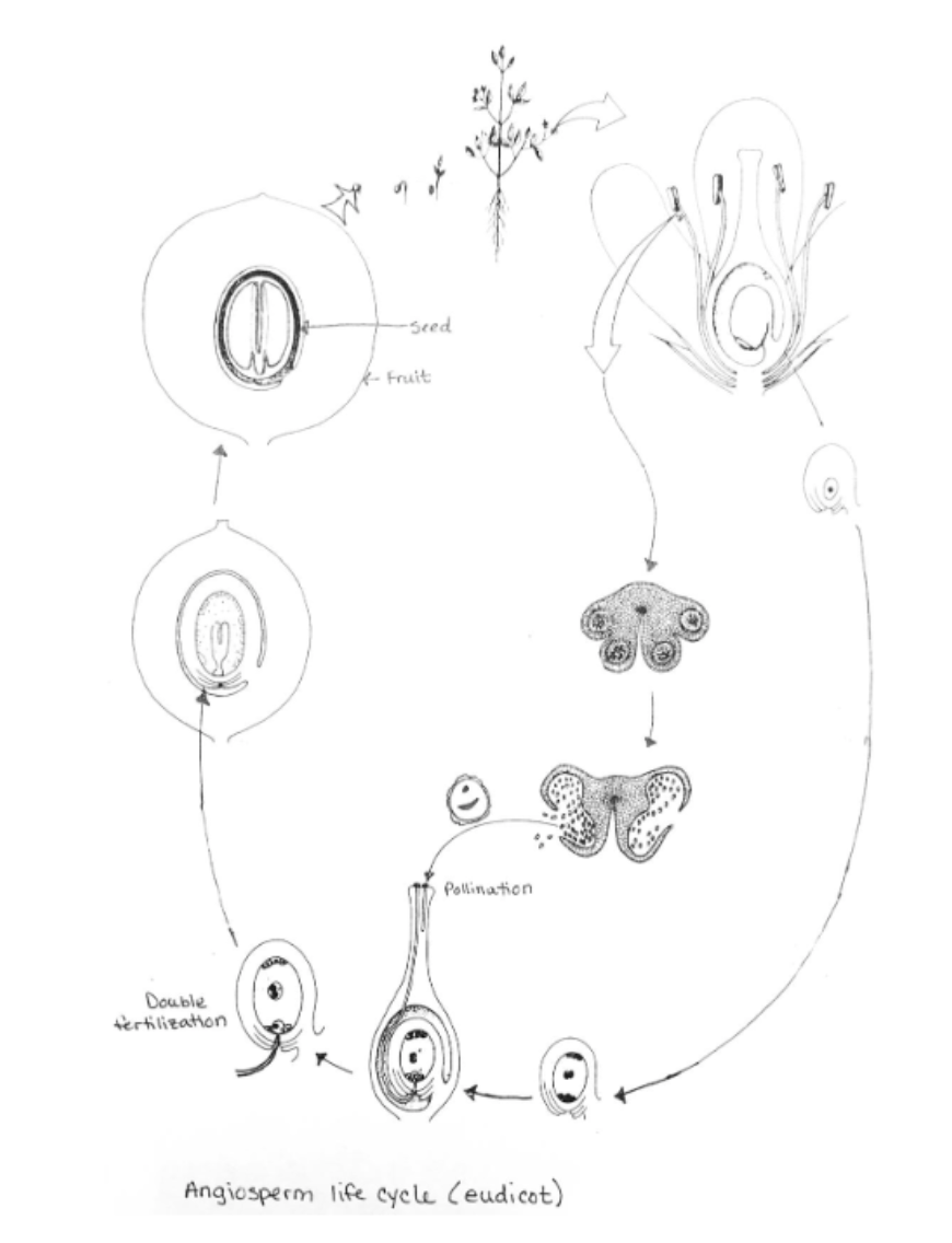 Solved 21 -seed k Fruit Pollination Double fertilization | Chegg.com