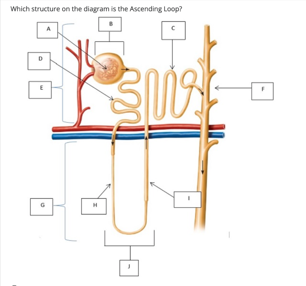 Solved Which structure on the diagram is the Nephron Loop? B | Chegg.com