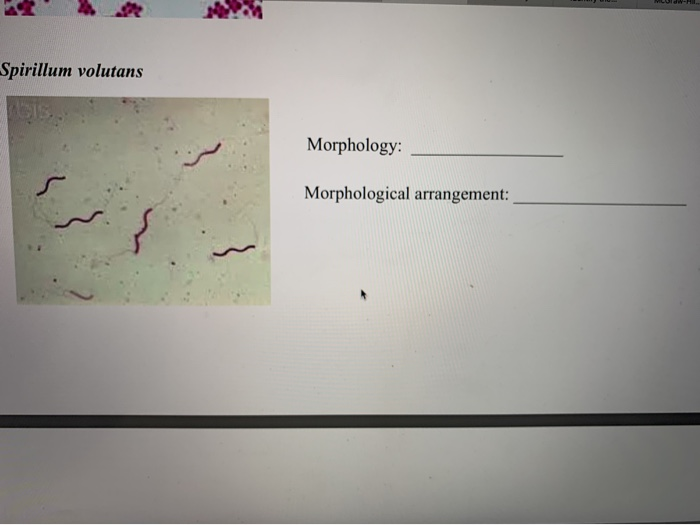 Bacillus Subtilis Morphology