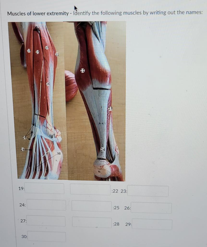 Solved Muscles of lower extremity - - Identify the following | Chegg.com