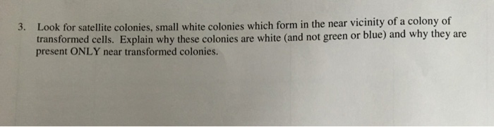 Solved Look for satellite colonies, small white colonies | Chegg.com