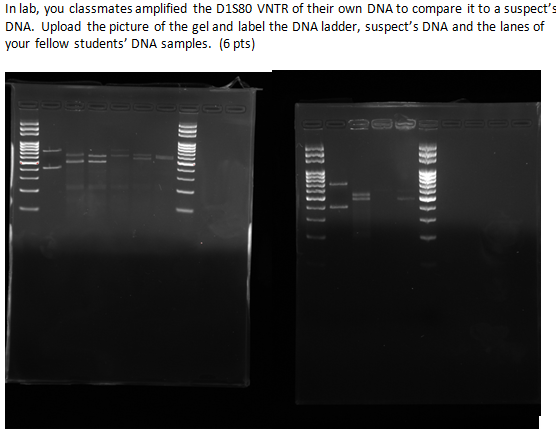 Answer the following questions If you were able to | Chegg.com