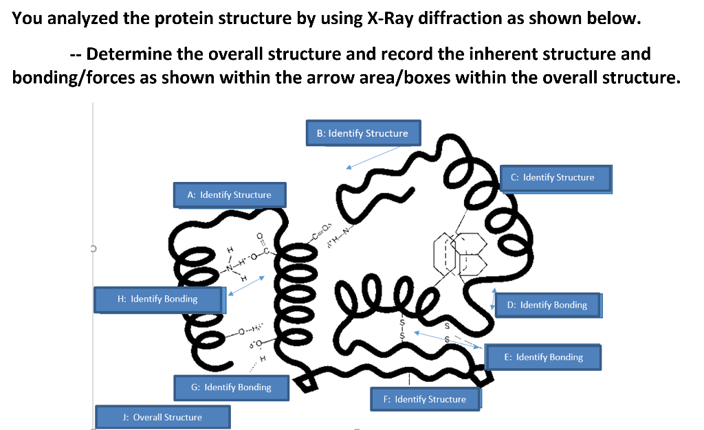 Solved You analyzed the protein structure by using X-Ray | Chegg.com