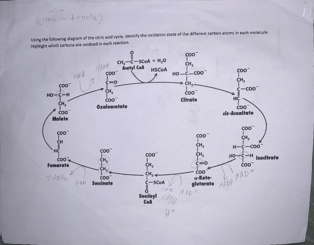 Solved (citric acid cycle) Using the following diagram of | Chegg.com