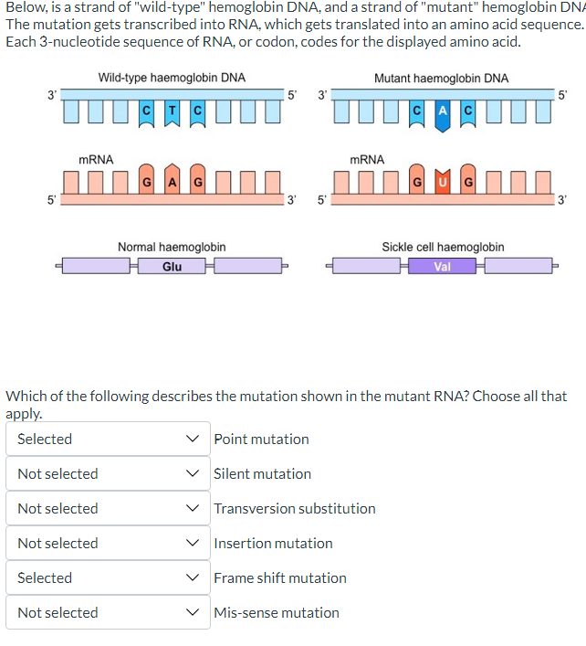 [Solved]: Below, is a strand of "wild-type" hemogl