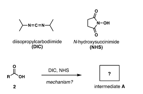 Solved Carbodiimides are commonly employed in amide bond | Chegg.com