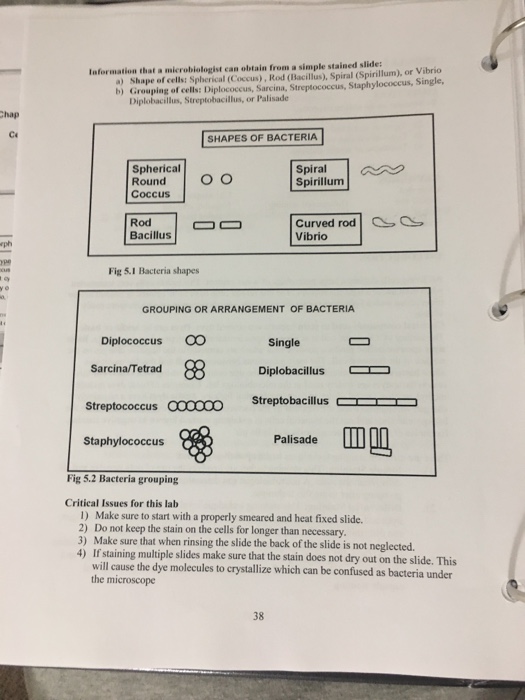 Solved MODULE S SIMPLE STAINING OBJECTIVES Be familiar or be | Chegg.com
