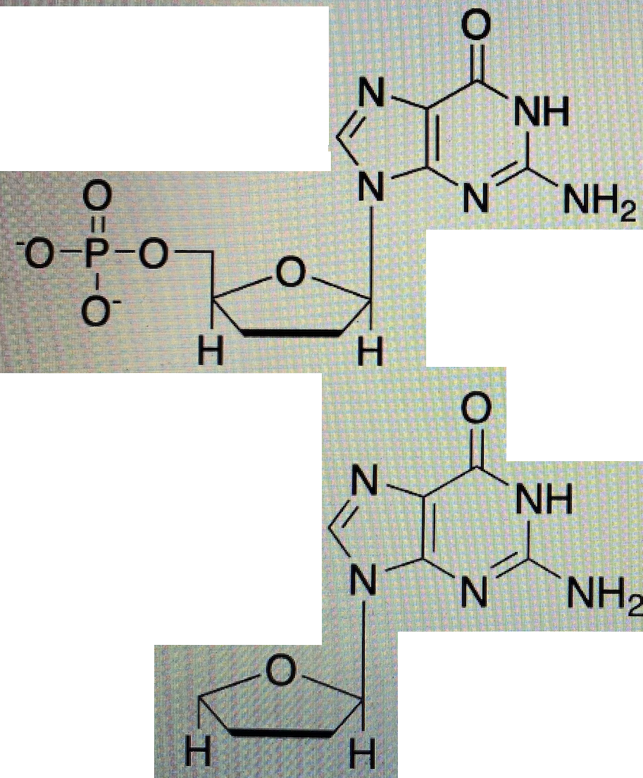 Solved Draw the resulting structure when a nucleic acid | Chegg.com