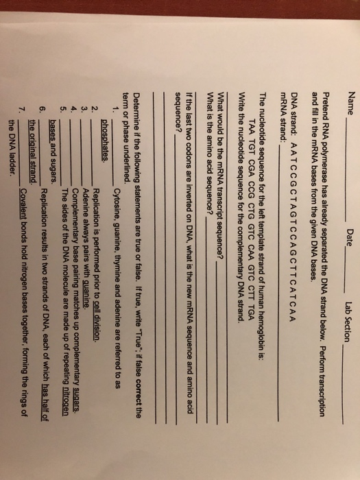 Solved Name Date Lab Section Pretend RNA polymerase has | Chegg.com