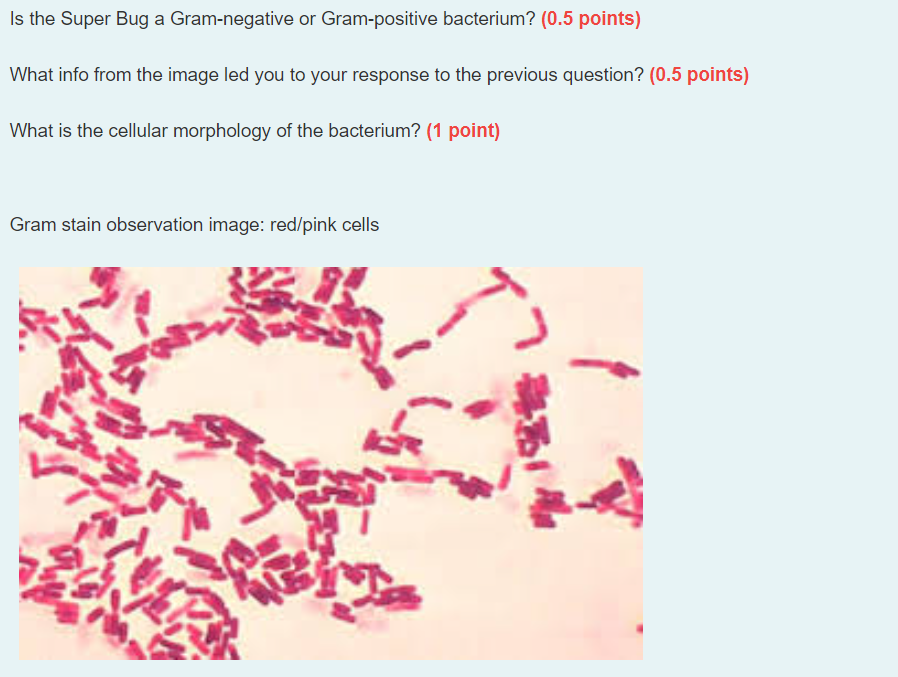 Solved Is the Super Bug a Gram-negative or Gram-positive | Chegg.com