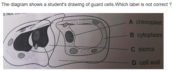Solved The diagram shows a student's drawing of guard cells. | Chegg.com