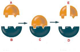 Solved label from this word pool: Enzyme, substrate, | Chegg.com