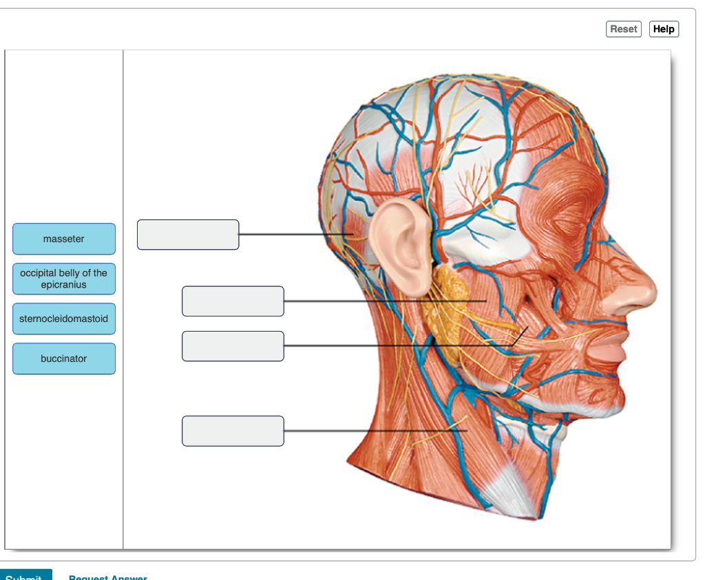 Solved Reset Help masseter occipital belly of the epicranius | Chegg.com