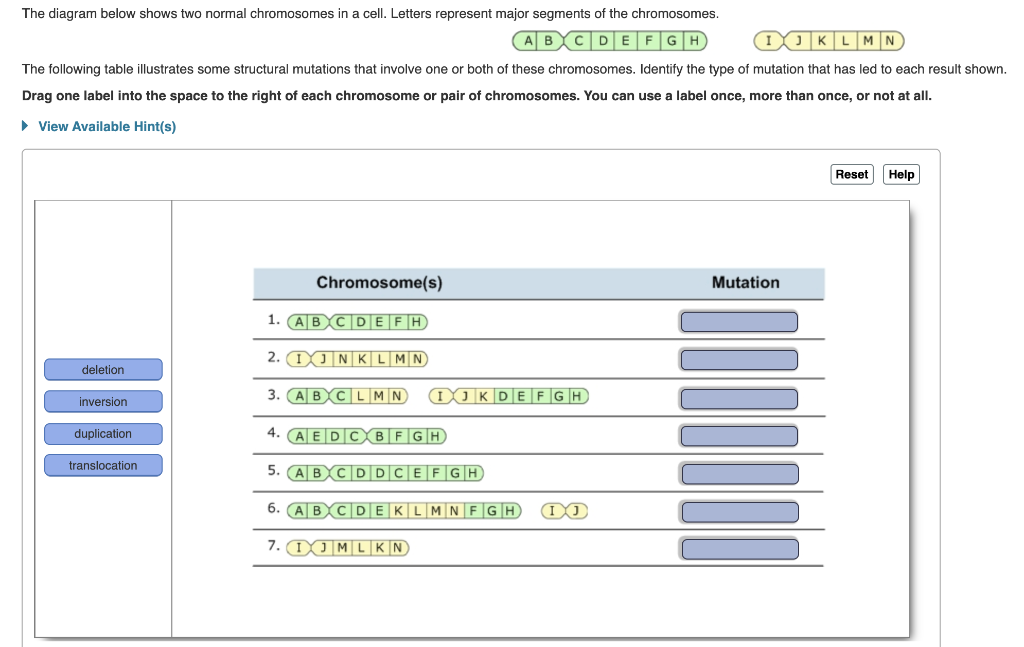 Solved The diagram below shows two normal chromosomes in a | Chegg.com