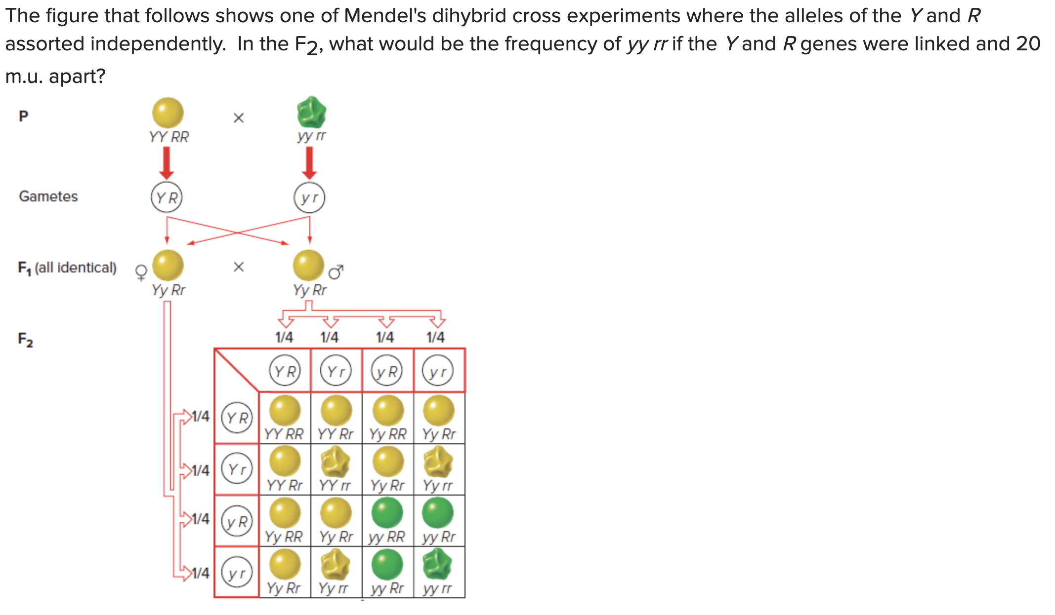 Solved The figure that follows shows one of Mendel's | Chegg.com