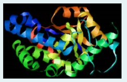 Solved The image below shows the structure of an enzyme in | Chegg.com