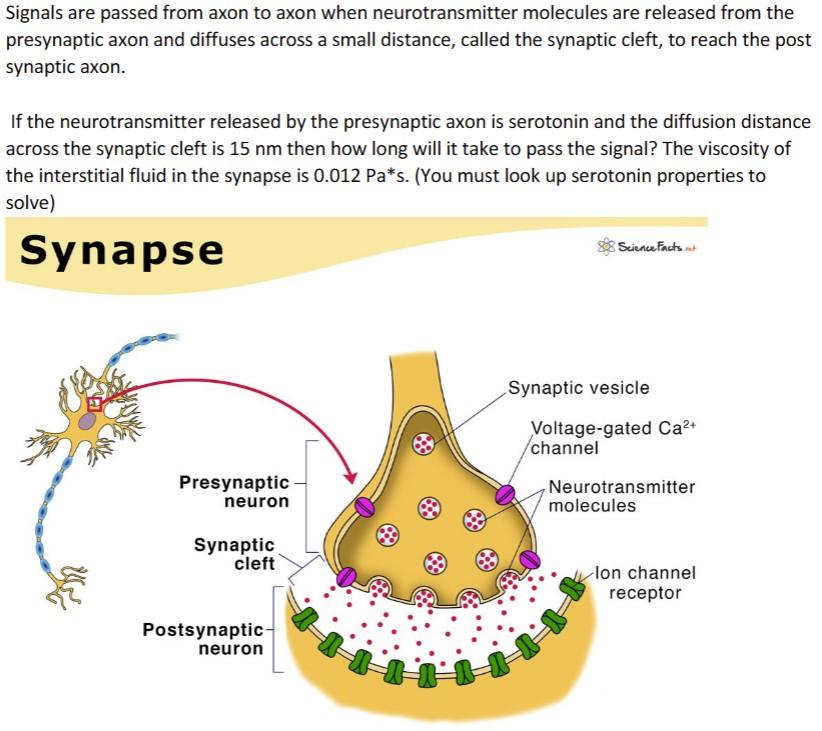 Solved Signals are passed from axon to axon when | Chegg.com