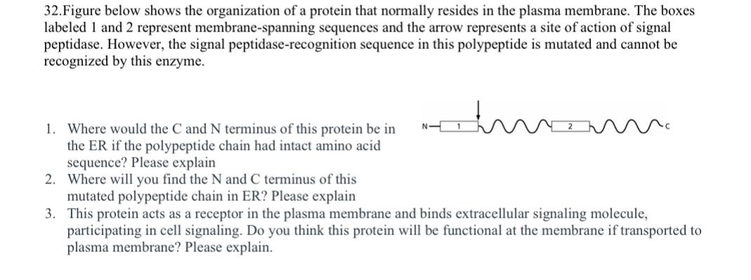Solved 32.Figure below shows the organization of a protein | Chegg.com