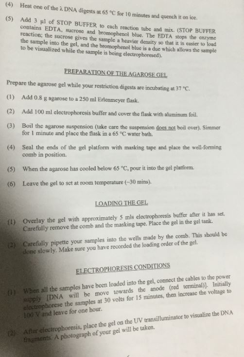 Solved Compare the two lambda DNA digest, what are he | Chegg.com