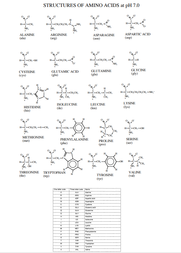 Solved (1b) Now draw the structure of the peptide for the | Chegg.com