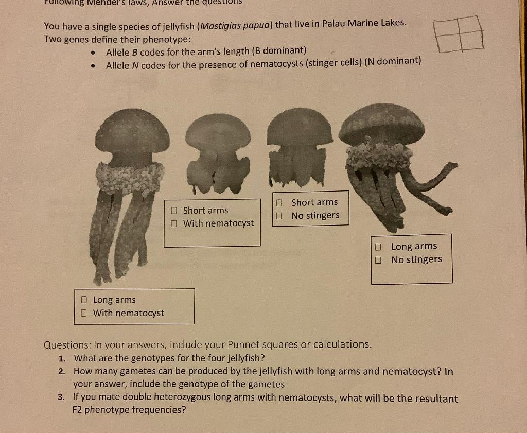 Solved What are the genotypes for the four jellyfish? how | Chegg.com