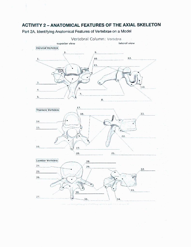 Solved ACTIVITY 2 - ANATOMICAL FEATURES OF THE AXIAL | Chegg.com