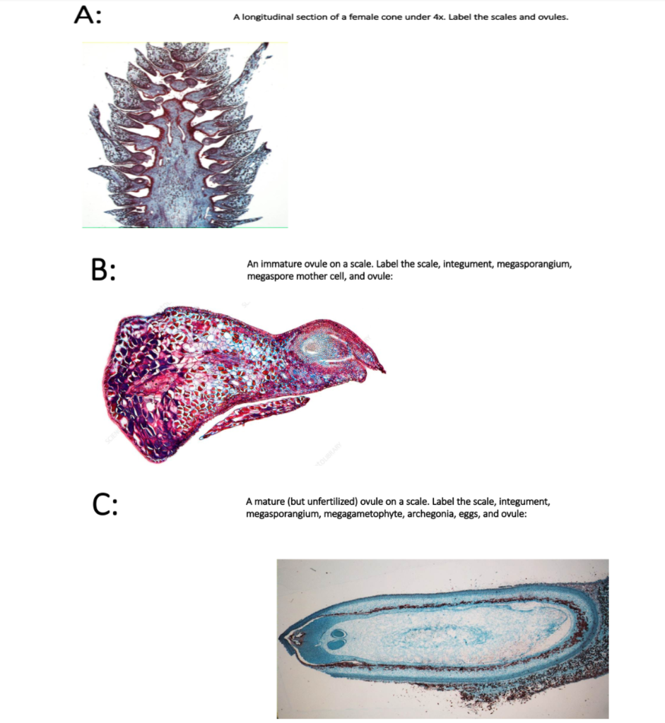 Solved Q5: • Examine the cross section of a conifer tree | Chegg.com